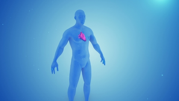 Heart Contractions in the Human Body 3D, Motion Graphics | VideoHive
