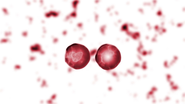 Blood Cell Division, Motion Graphics | VideoHive