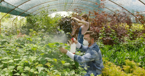 People Fertilizing Plants in Greenhouse, Stock Footage | VideoHive
