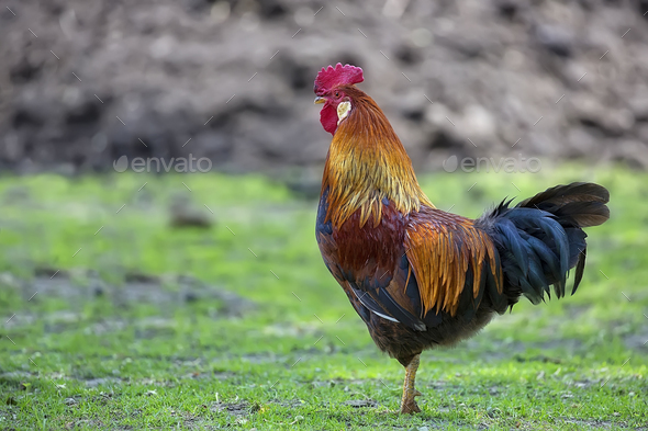 Rooster on the farm Stock Photo by johan10 | PhotoDune