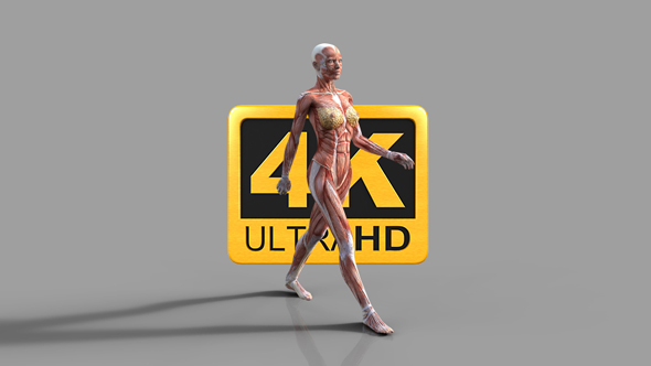Human Body Muscle Map Walk Cycle, Motion Graphics | VideoHive