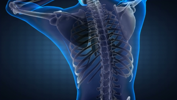 Human Bones Radiographic Scan, Motion Graphics | VideoHive