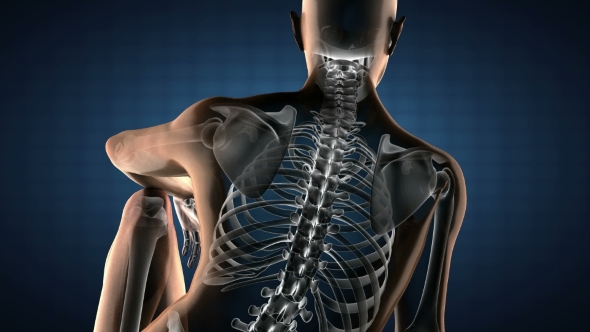 Human Bones Radiographic Scan, Motion Graphics | VideoHive