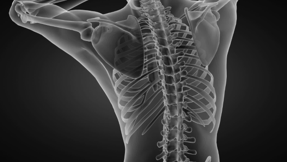 Human Bones Radiographic Scan, Motion Graphics | VideoHive