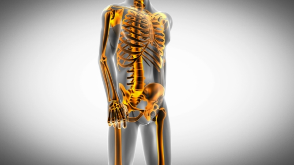 Human Bones Radiographic Scan, Motion Graphics | VideoHive