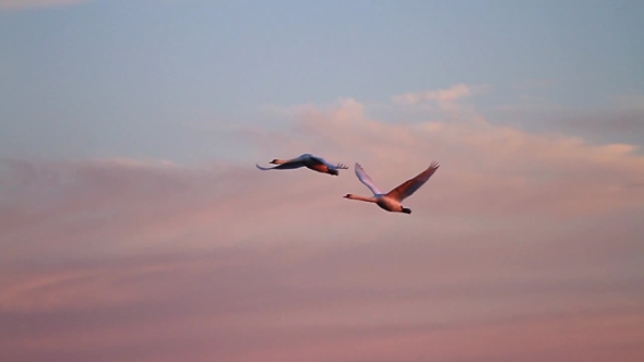 Pair of Swans Flying in a Beautiful Sky at Sunset, Stock Footage ...