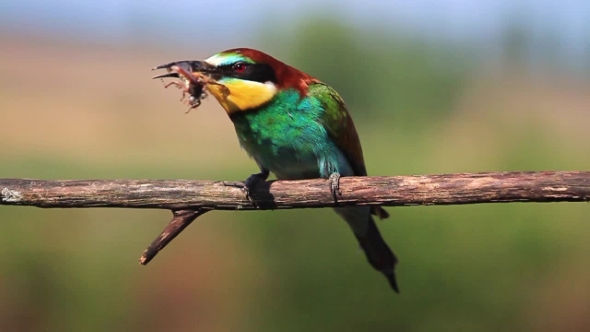 Colored Exotic Bird Eating May Beetle, Stock Footage | VideoHive
