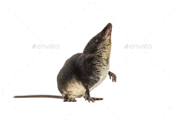 Water shrew looking up on white background Stock Photo by CreativeNature_nl
