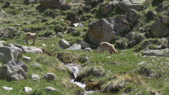 Wildlife on Highlands, Stock Footage | VideoHive