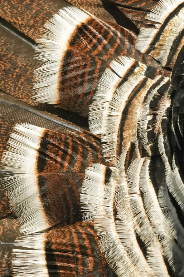 turkey feathers Stock Photo by nelsonart | PhotoDune