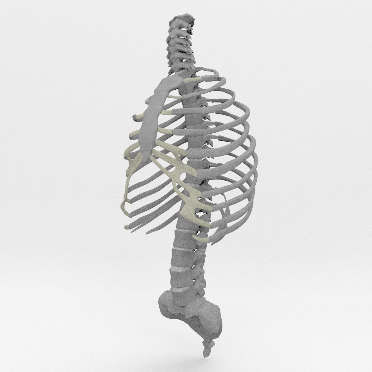 Anatomy - Torso and Rib Cage bones by FrancescoMilanese | 3DOcean