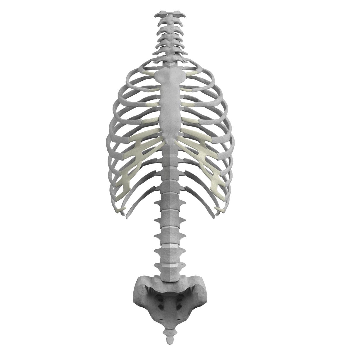 Anatomy - Torso and Rib Cage bones by FrancescoMilanese | 3DOcean