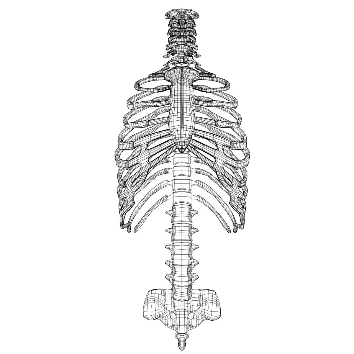 Anatomy - Torso and Rib Cage bones by FrancescoMilanese | 3DOcean