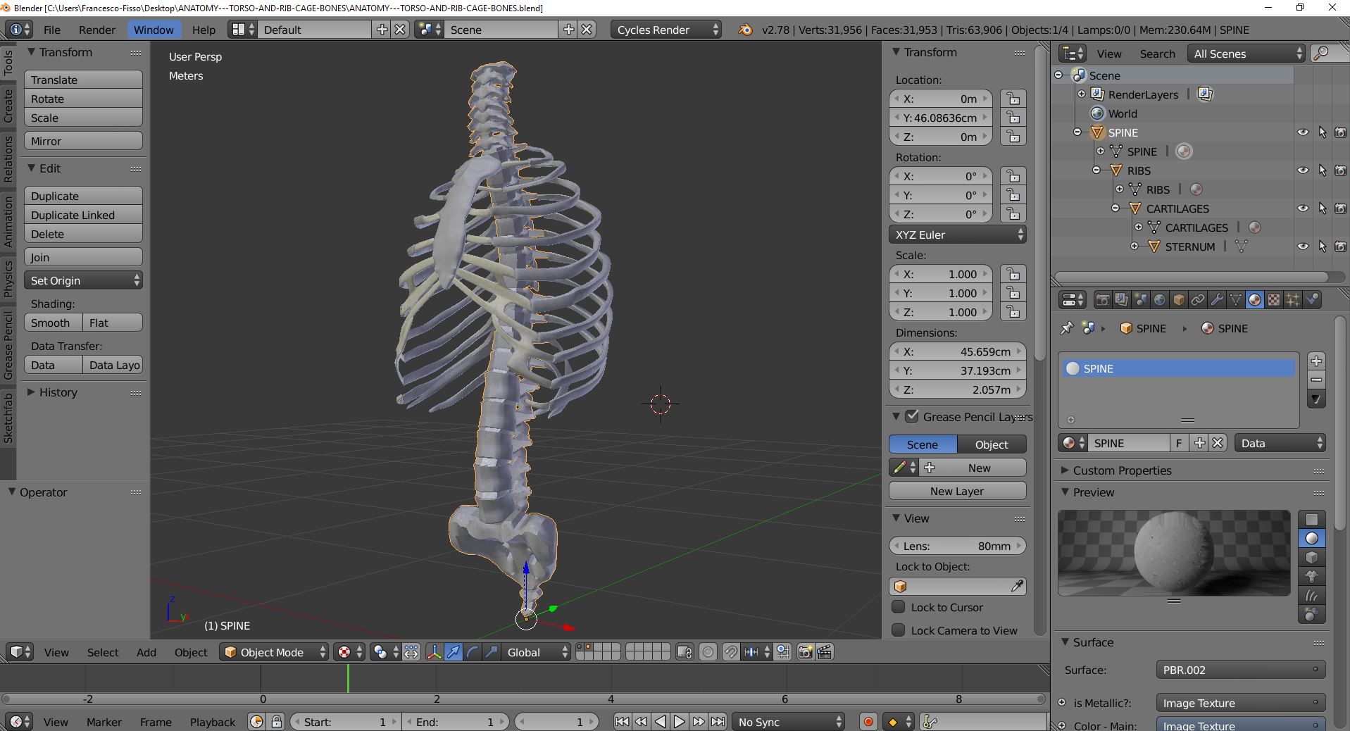 Anatomy - Torso and Rib Cage bones by FrancescoMilanese | 3DOcean