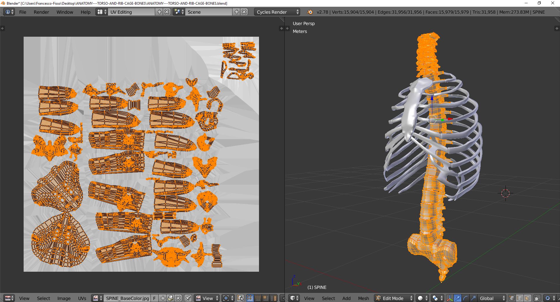 Anatomy - Torso and Rib Cage bones by FrancescoMilanese | 3DOcean