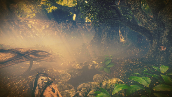 Forest, Motion Graphics | VideoHive