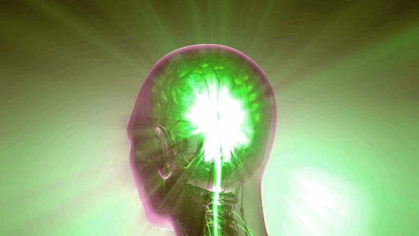 Anatomy of Human Brain, Motion Graphics | VideoHive