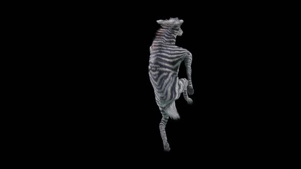 35 Zebra Dancing HD, Motion Graphics | VideoHive