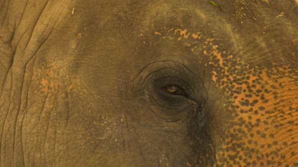 Gorgeous close-up of the blinking eye of an Asian elephant., Stock Footage