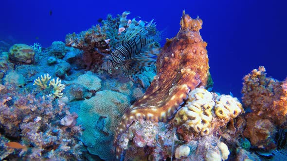 Underwater Octopus and Lion-fish, Stock Footage | VideoHive