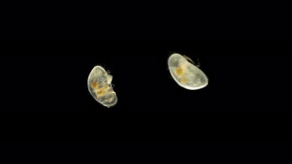 Crustacea Ostracoda Under the Microscope, Zooplankton Lives in Fresh ...