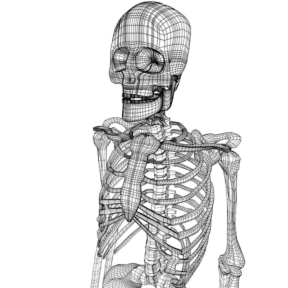 Anatomy - Complete Human Skeleton by FrancescoMilanese | 3DOcean