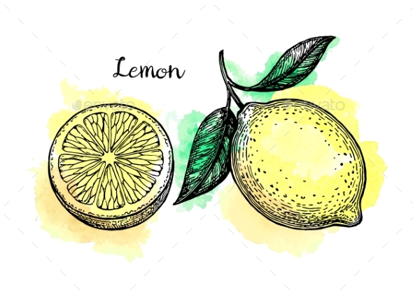 Lemon Sketch Set by Nata-Alhontess | GraphicRiver