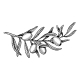Olive Branch Engraving Style Vector Illustration, Vectors | GraphicRiver