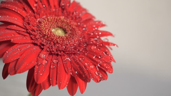 Water Drops Falling on a Flower, Stock Footage | VideoHive