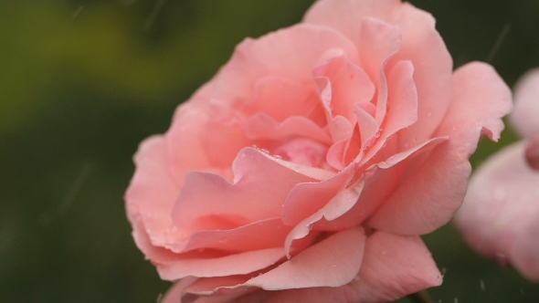 Pink Rose Under Rain, Stock Footage | VideoHive