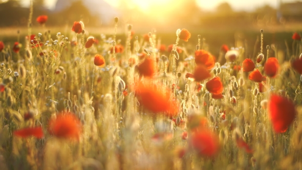 Flowers, Stock Footage | VideoHive
