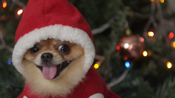 Dog Santa, Stock Footage | VideoHive