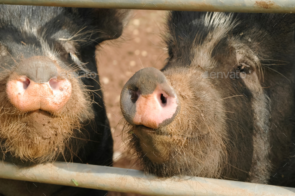 pig snouts Stock Photo by nelsonart | PhotoDune