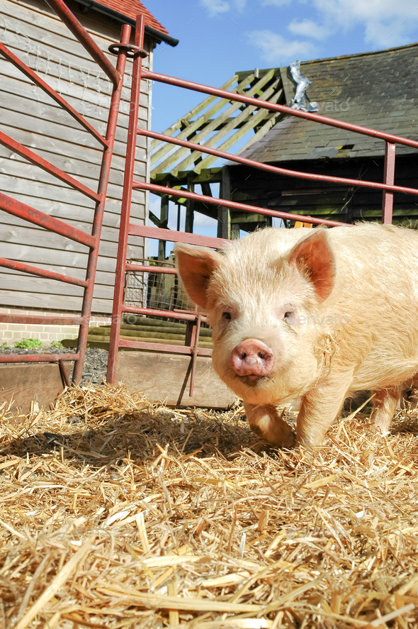 piglet Stock Photo by nelsonart | PhotoDune