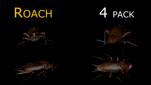 Cockroach - 4 Pack, Motion Graphics | VideoHive