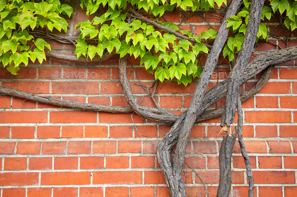 Vine growing on an old brick wall Stock Photo by Maciejbledowski ...