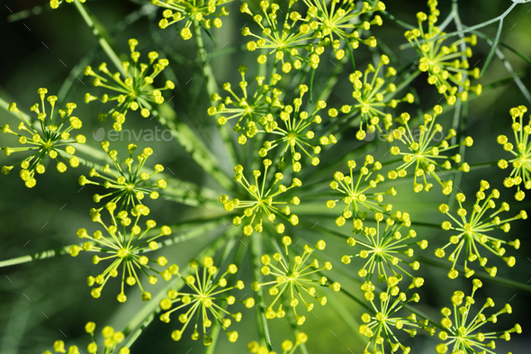 Dill flower heads top view Stock Photo by AnatoliySadovskiy | PhotoDune