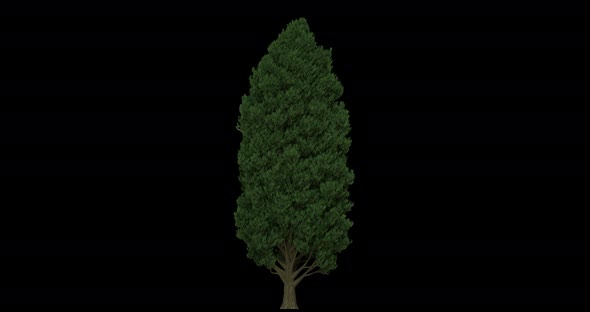 Cypress Oak Tree, Motion Graphics | VideoHive