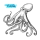 Octopus Ink Sketch., Vectors | GraphicRiver