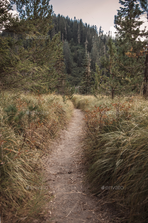 Sandy Hiking Path Stock Photo by cmbankus | PhotoDune
