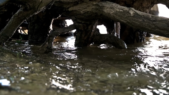 At High Tide the Waves Beat Against the Roots of the Trees, Stock Footage