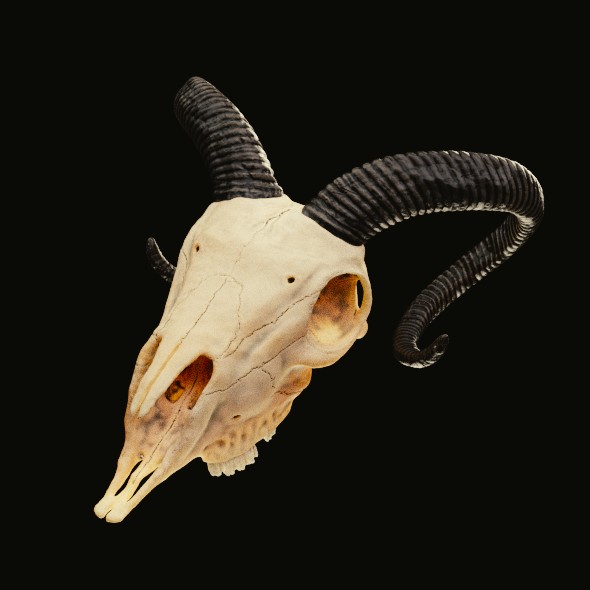 Home & Living Sheep Skull Taxidermy & Curiosities Home Décor etna.com.pe