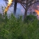 Fire Storm in the Forest, Stock Footage | VideoHive