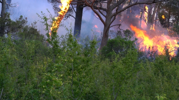 Fire Storm in the Forest, Stock Footage | VideoHive