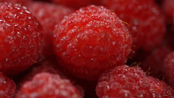 Ripe Juicy Raspberry Rotates, Stock Footage | VideoHive