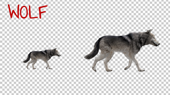 Realistic 3D Wolf Walk Animation - 2, Motion Graphics | VideoHive