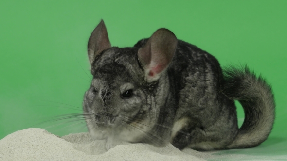 Bathing Chinchilla in Sand for These Animals. Green Background,, Stock ...
