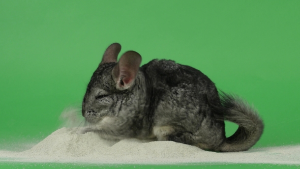 Bathing Chinchilla in Special Sand for These Animals. Green Background ...