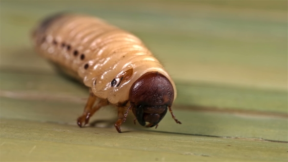 Large Insect Larva Moves Paws, Stock Footage | VideoHive