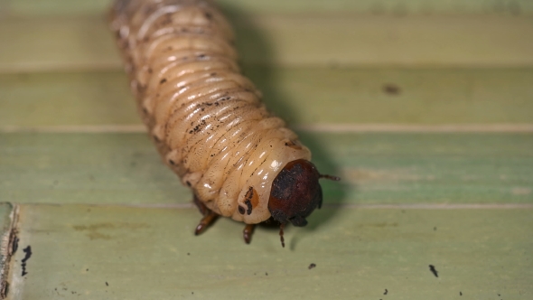 Large Insect Larva Moves Paws, Stock Footage | VideoHive